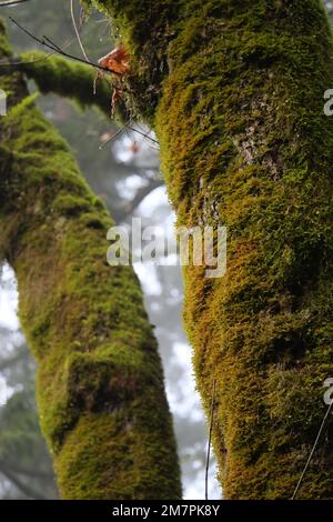 Moss covered trees at the Golden Ears Provincial Park in Maple Ridge ...