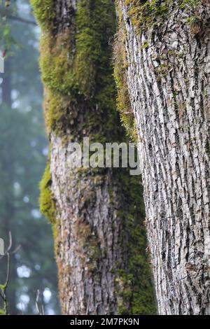 Moss covered trees at the Golden Ears Provincial Park in Maple Ridge ...