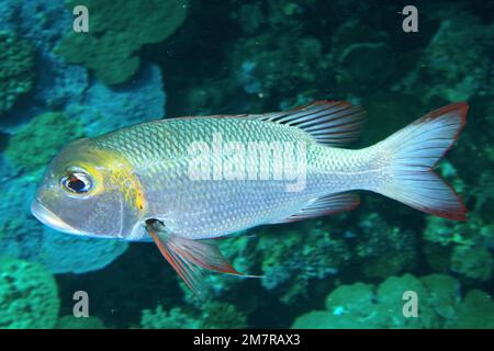 Humpnose big-eye bream (Monotaxis grandoculis) in front of a solid blue ...