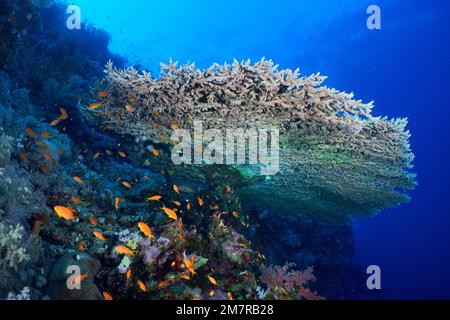 Pharaohs antler coral (Acropora pharaonis) in the backlight. Dive site ...