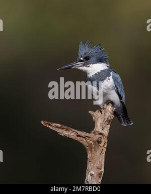 Belted Kingfisher Fishing in a Pond Stock Photo - Alamy