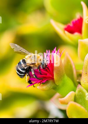White-banded digger bee (Amegilla quadrifasciata), hovering as it ...