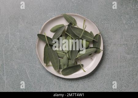 Freshly harvested common sage leaves on white porcelain plate Stock ...