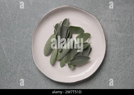 Freshly harvested common sage leaves on white porcelain plate Stock ...