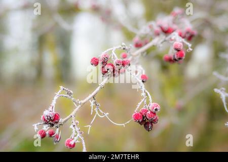 A closeup of frozen Mountain-ash on a branch covered with snowflakes ...