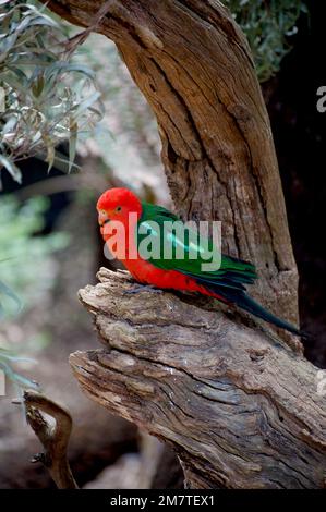 Male Australian King Parrots (Alisterus Scapularis) have vivid red ...