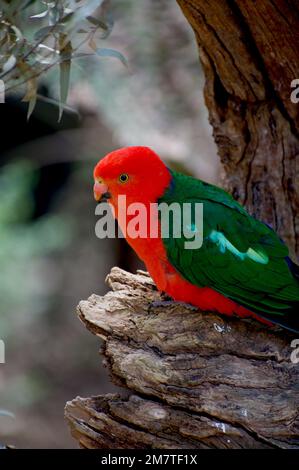 Male Australian King Parrots (Alisterus Scapularis) have vivid red ...