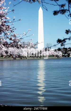 WASHINGTON DC — Cherry trees display their early budding stage around ...
