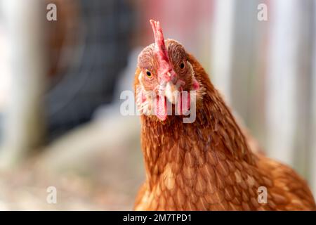 Regal chicken keeping a watchful eye on the situation Stock Photo - Alamy