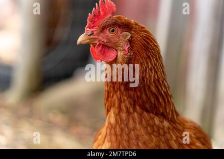 Regal chicken keeping a watchful eye on the situation Stock Photo - Alamy
