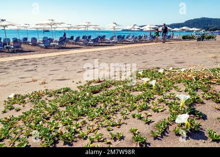 Blooming white flowers near sandy beach at summer resort Faliraki in ...