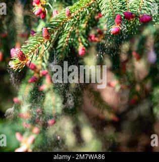 pollen falling from a pine tree in the wind Stock Photo - Alamy