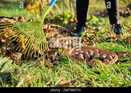 Woman with rake clearing leaves under walnut tree, collecting fallen ...