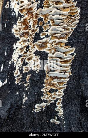 Natural environmental pattern ofsxall white bracket fungi on burnt tree ...