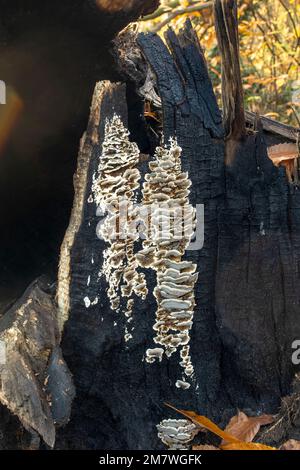Natural environmental pattern ofsxall white bracket fungi on burnt tree ...