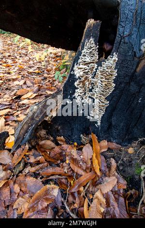 Natural environmental pattern ofsxall white bracket fungi on burnt tree ...