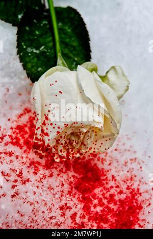 Bloodstained white rose in the snow, murder mystery book cover style ...