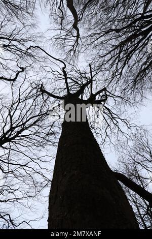 Low angle view of trees growing in forest at Redwood National and State ...