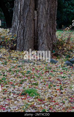Red Machilus (Machilus thunbergii Stock Photo - Alamy