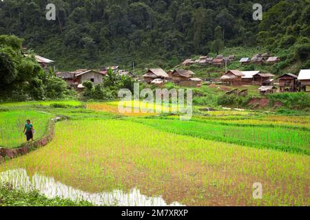 The rice field in a Khamu village. Laos Stock Photo - Alamy