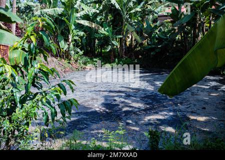 Muranga Coffee processing Industry structures exteriors landscapes in ...