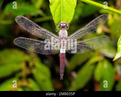 Skimmer dragonfly (Libellulidae), at reest at night in the Ecuadorian ...