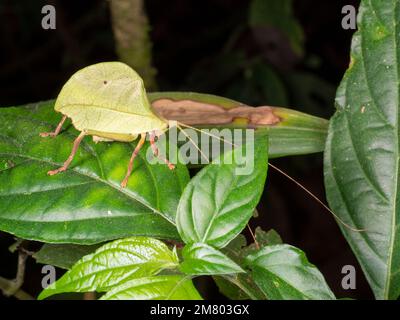 Green Leaf mimic katydid (Typhophyllum sp.) in the rainforest, Orellana ...