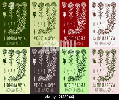 Vector drawings of Rhodiola rosea. Hand drawn illustration. Latin name ...