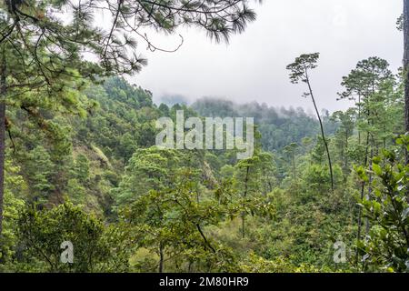 Low clouds shroud the rainforest in the Sierra Madre del Sur Mountains ...