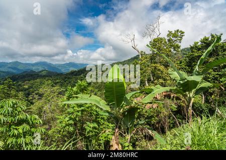 Tropical rainforest and banana plants in the Sierra Madre del Sur ...