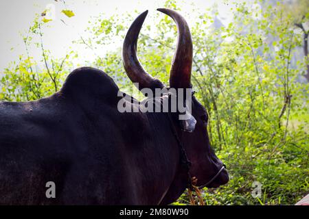 Angry asian Indian muscle body bull with sharp curved horn harvesting ...