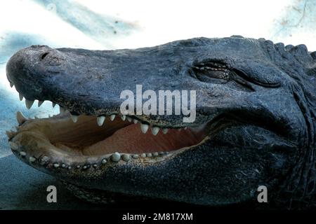American alligator (Alligator mississippiensis) Muja, world's oldest ...