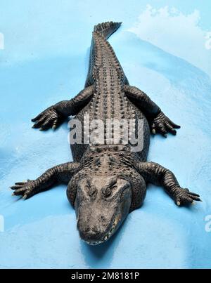 American alligator (Alligator mississippiensis) Muja, world's oldest ...