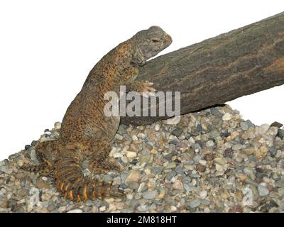 Spiny-tailed Agama (Uromastyx acanthinurus Stock Photo - Alamy