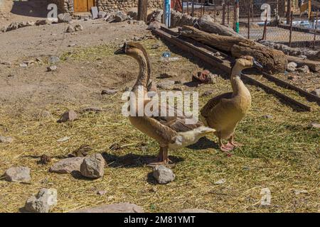 Geese in Kandovan village, Iran Stock Photo - Alamy