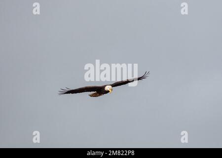 A bald eagle soaring through the sky Stock Photo - Alamy