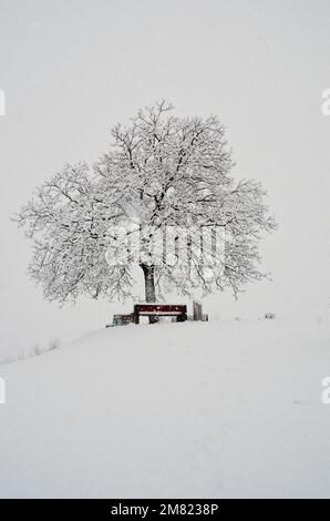 Beautiful winter tree in Zurich Stock Photo - Alamy