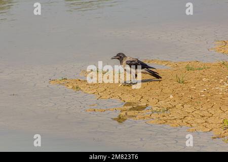 Iran, Isfahan: Hooded Crow (Corvus cornix Stock Photo - Alamy