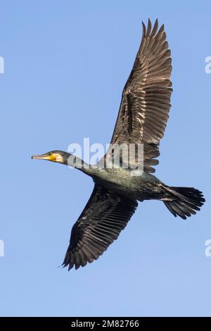 Great cormorant (Phalacrocorax carbo), Lembruch, Lower Saxony, Germany ...