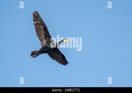 Great cormorant (Phalacrocorax carbo), Lembruch, Lower Saxony, Germany ...