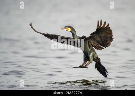 Great cormorant (Phalacrocorax carbo), Lembruch, Lower Saxony, Germany ...