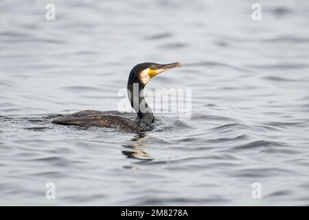 Great cormorant (Phalacrocorax carbo), Lembruch, Lower Saxony, Germany ...