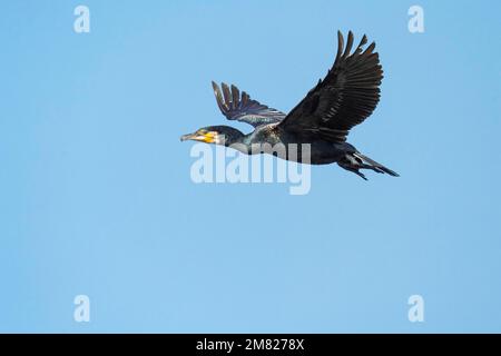 Great cormorant (Phalacrocorax carbo), Lembruch, Lower Saxony, Germany ...