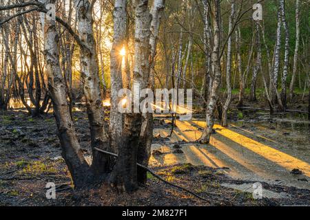 Moor fire, Moor, Fire, Goldenstedt, Lower Saxony, Germany Stock Photo ...