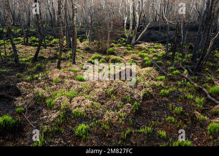 Moor fire, Moor, Fire, Goldenstedt, Lower Saxony, Germany Stock Photo ...
