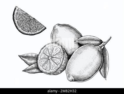 Hand drawn cut lemon etching. Outline citrus half engraving isolated on ...