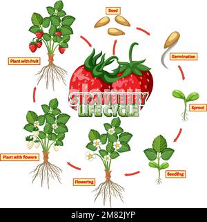 Life cycle of strawberry diagram illustration Stock Vector Image & Art ...