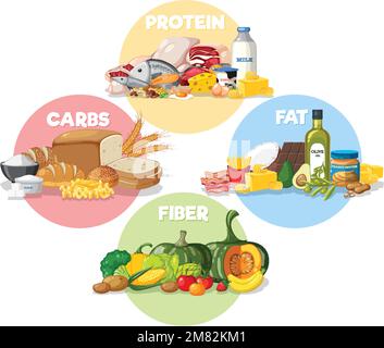 The four main food groups illustration Stock Vector Image & Art - Alamy