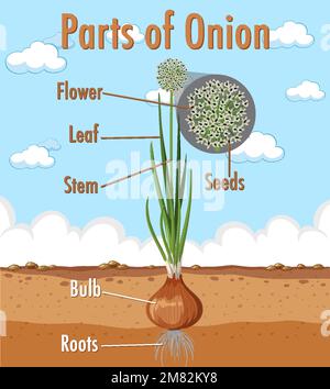 Diagram showing parts of onion illustration Stock Vector Image & Art ...
