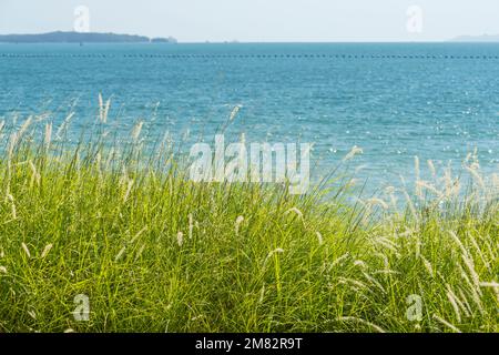 reed on the coastline with a clear sky Stock Photo - Alamy